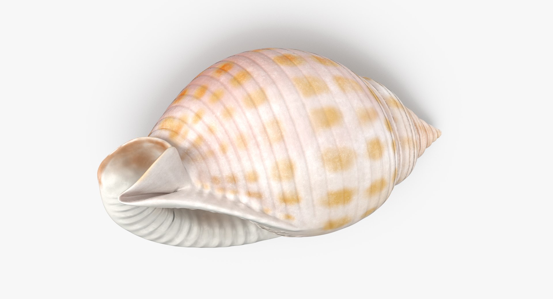 3d Scotch Bonnet Shell