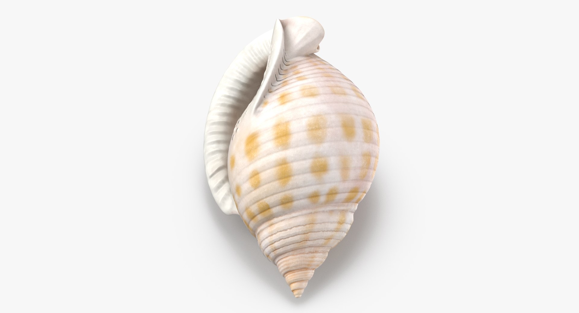 3d Scotch Bonnet Shell