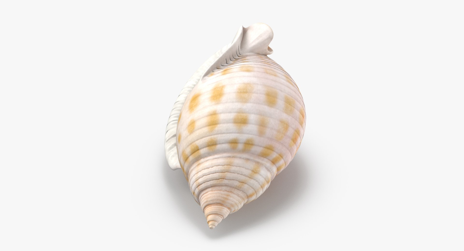 3d Scotch Bonnet Shell