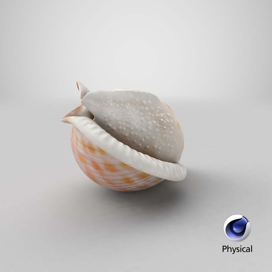 3d Scotch Bonnet Shell