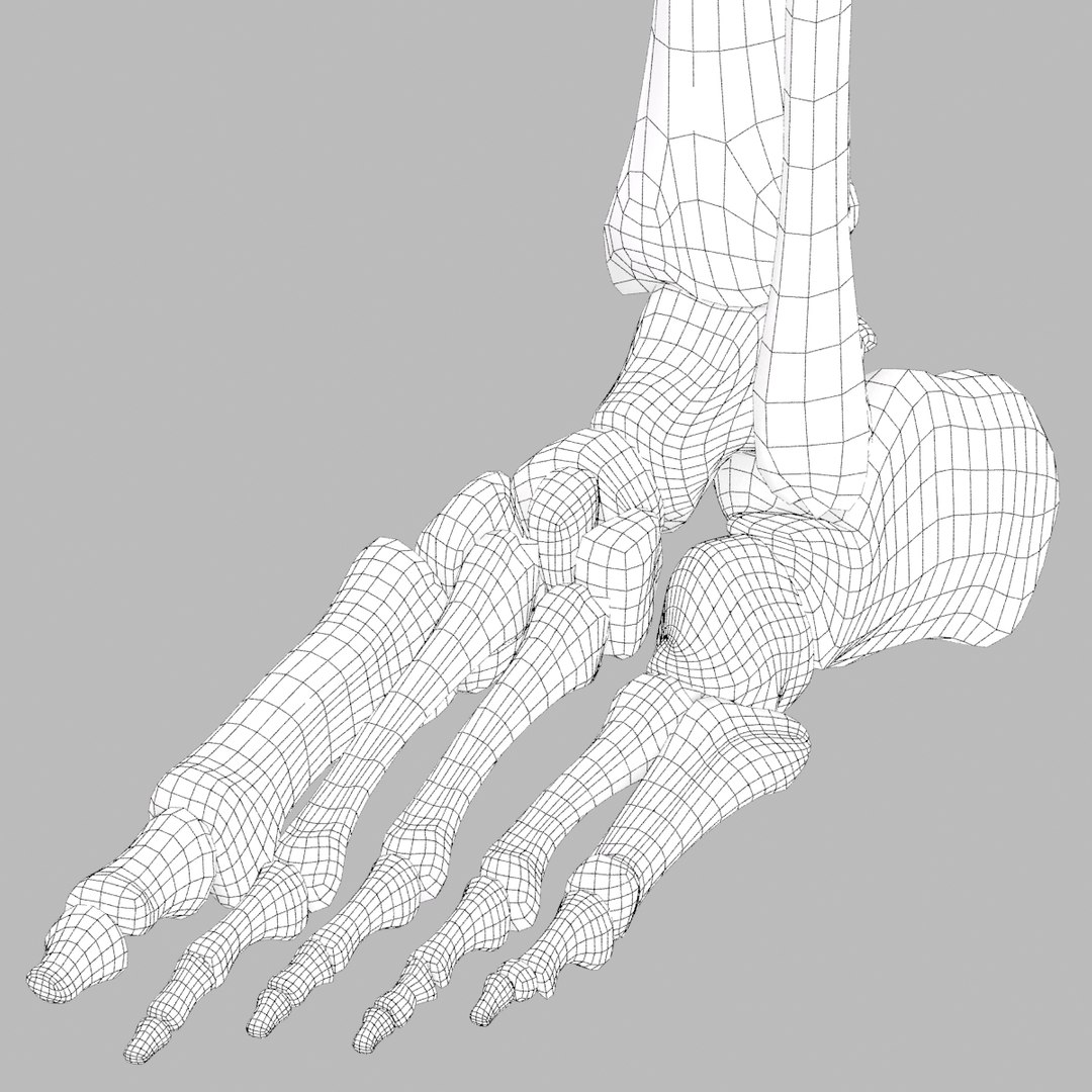 skeletal leg max
