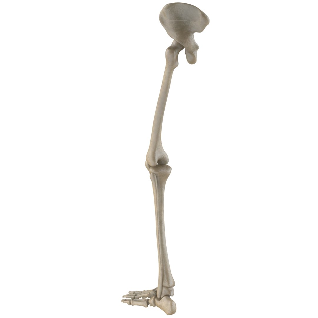 skeletal leg max