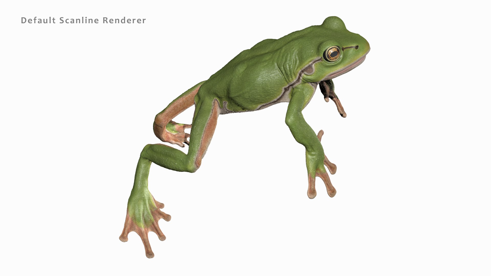 3D Green Tree Frog - TurboSquid 2001343
