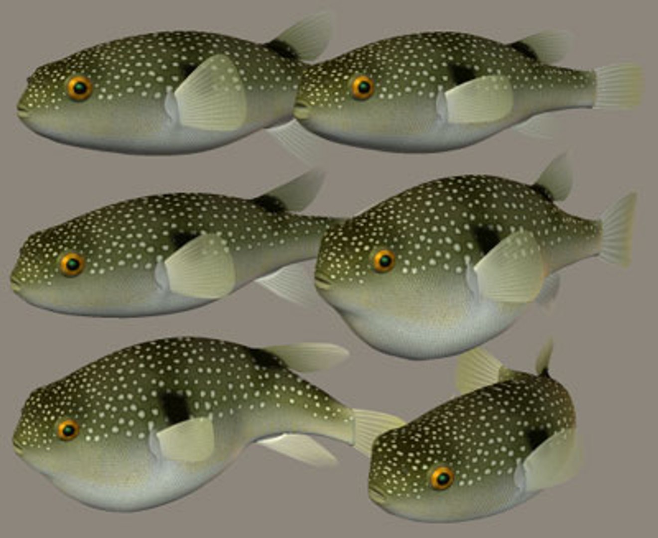 3d Viet Nam Kusafugu Model