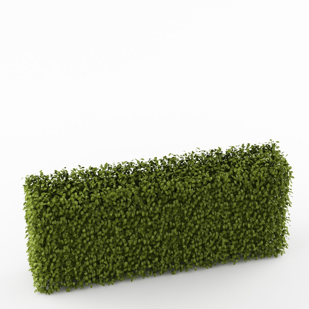 Maya Bush Hedge