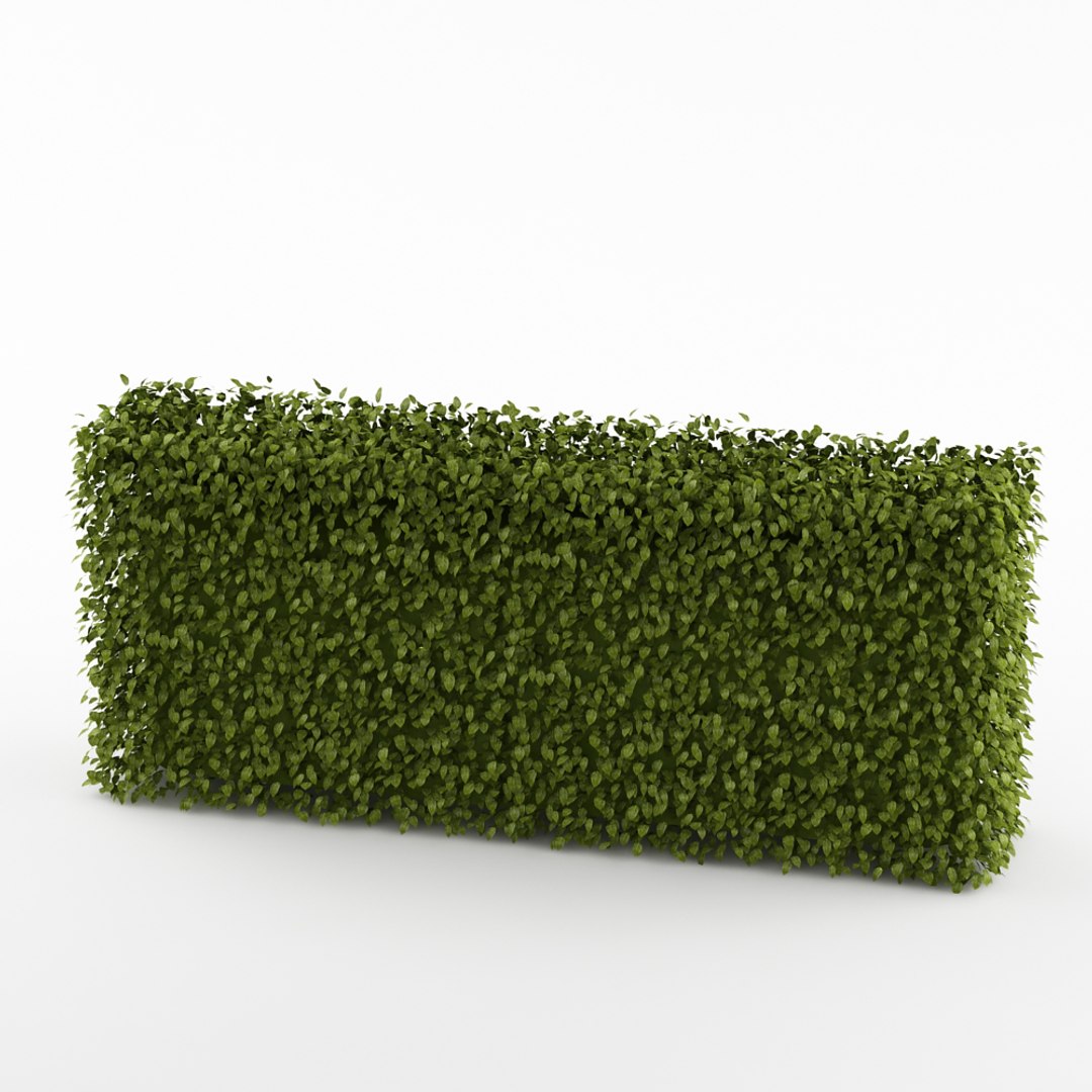 Maya Bush Hedge