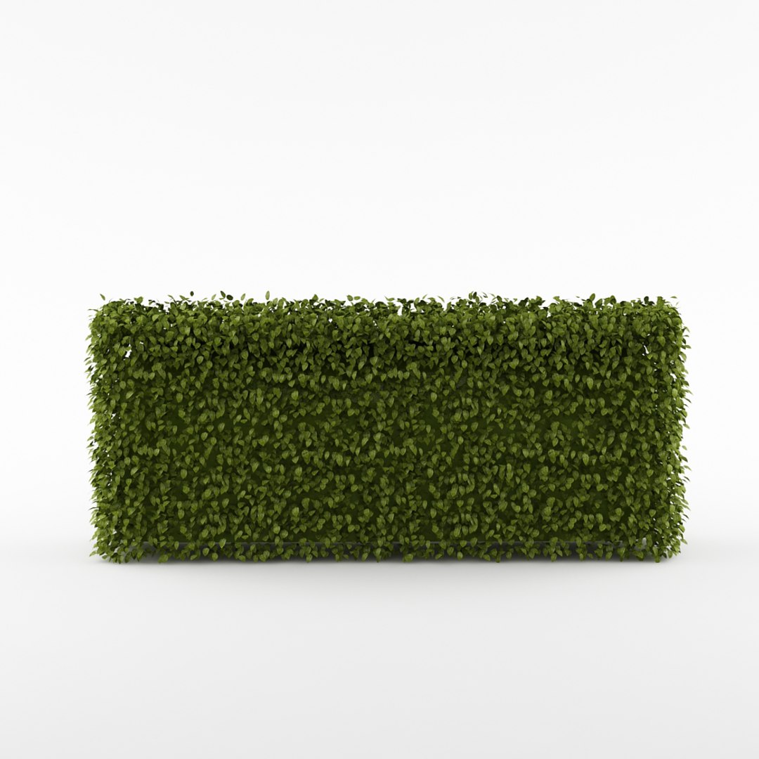 Maya Bush Hedge