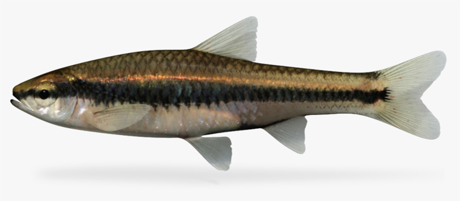 3dsmax Notropis Chalybaeus Ironcolor Shiner