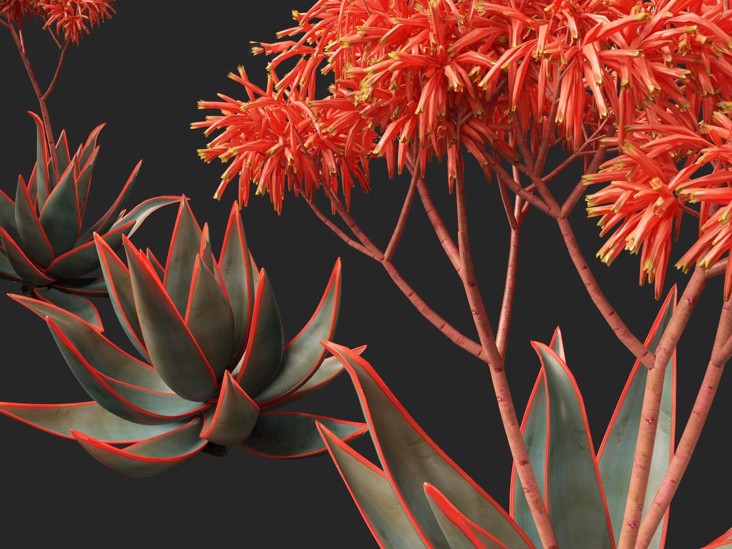 3D Aloe Striata - Coral Aloe - TurboSquid 2306766