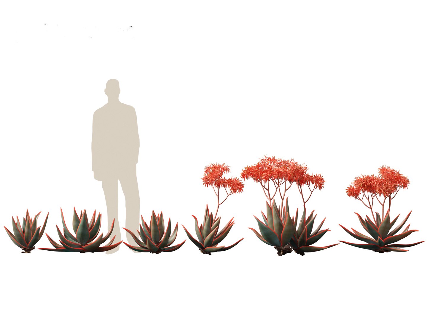 3D Aloe Striata - Coral Aloe - TurboSquid 2306766