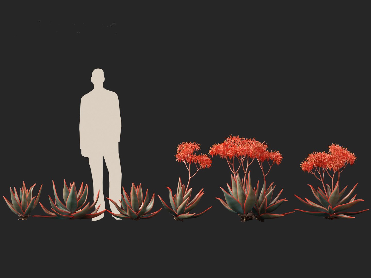 3D Aloe Striata - Coral Aloe - TurboSquid 2306766