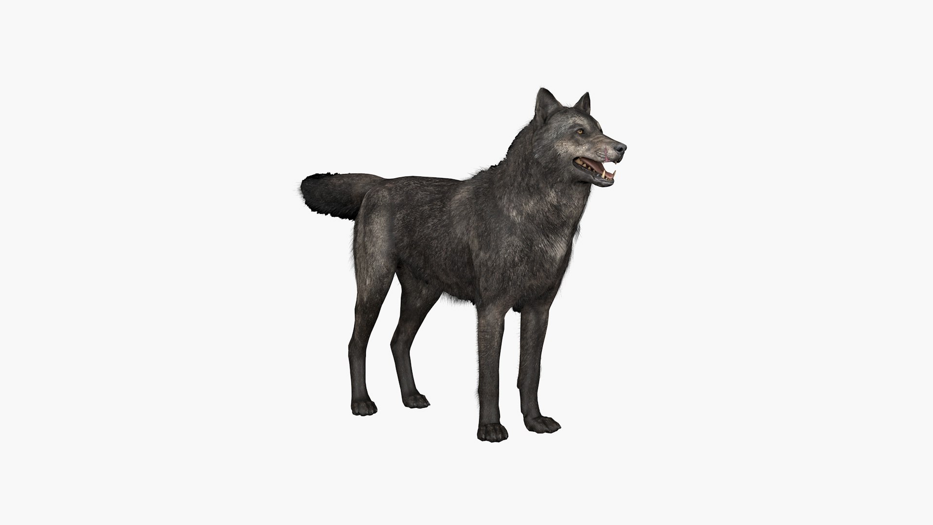 modelo 3d Wolf V2 - TurboSquid 2019229