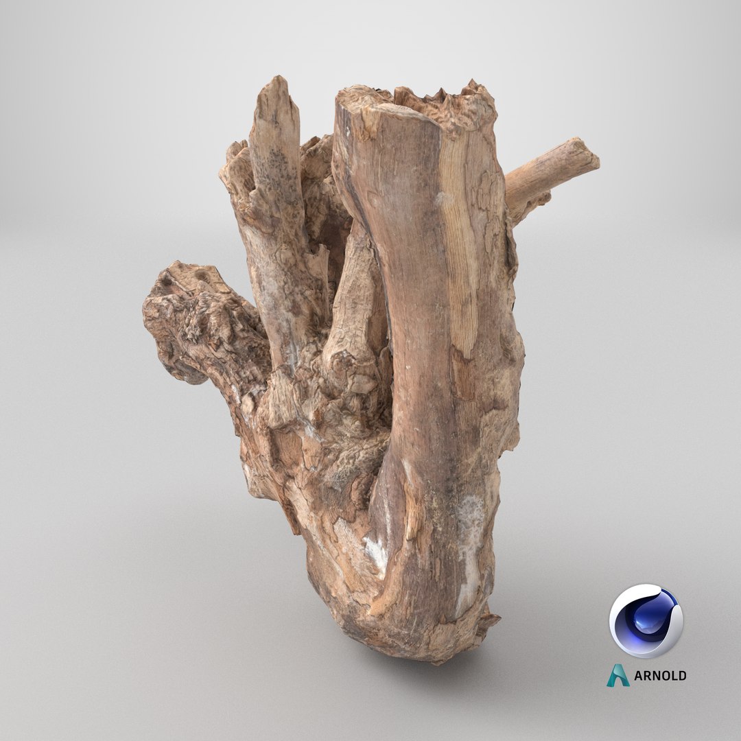 3D Grapevine Bark 3D Scanned 11 StemCell - TurboSquid 2282662