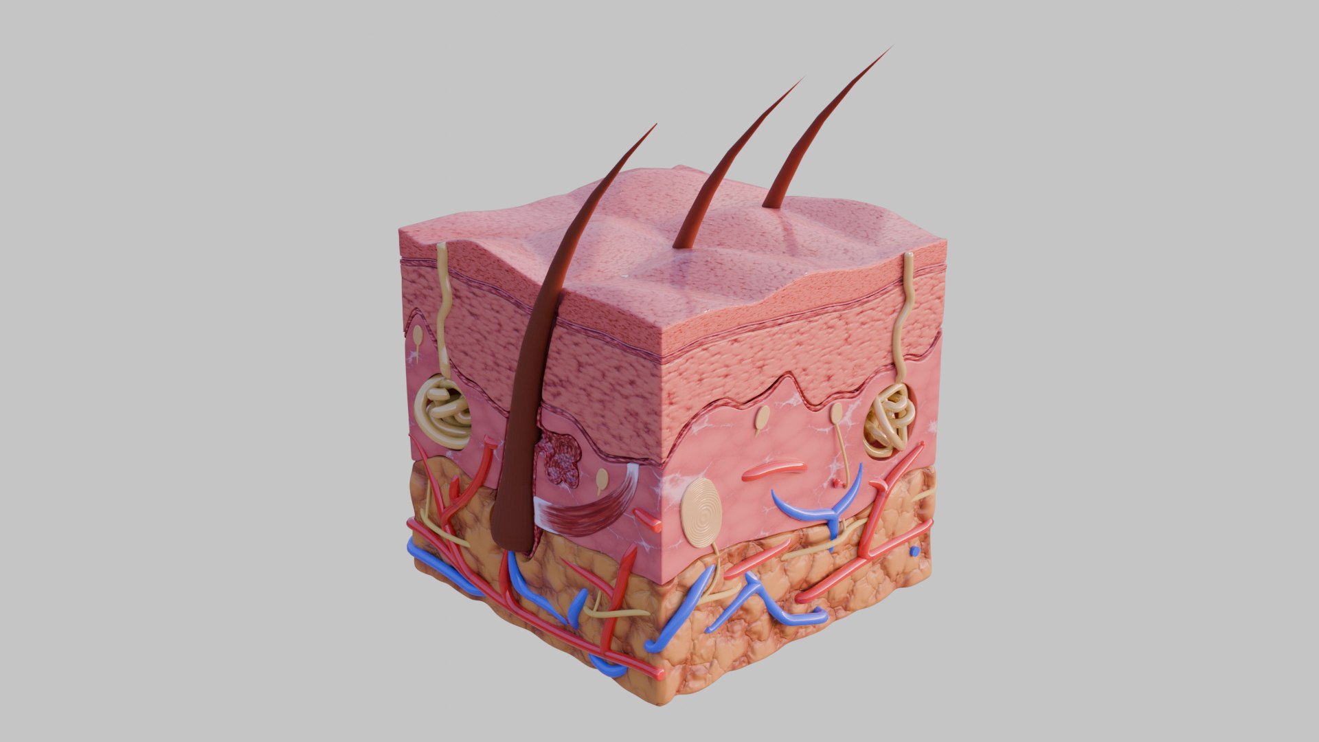 3D Skin Cross Section Model - TurboSquid 2191810