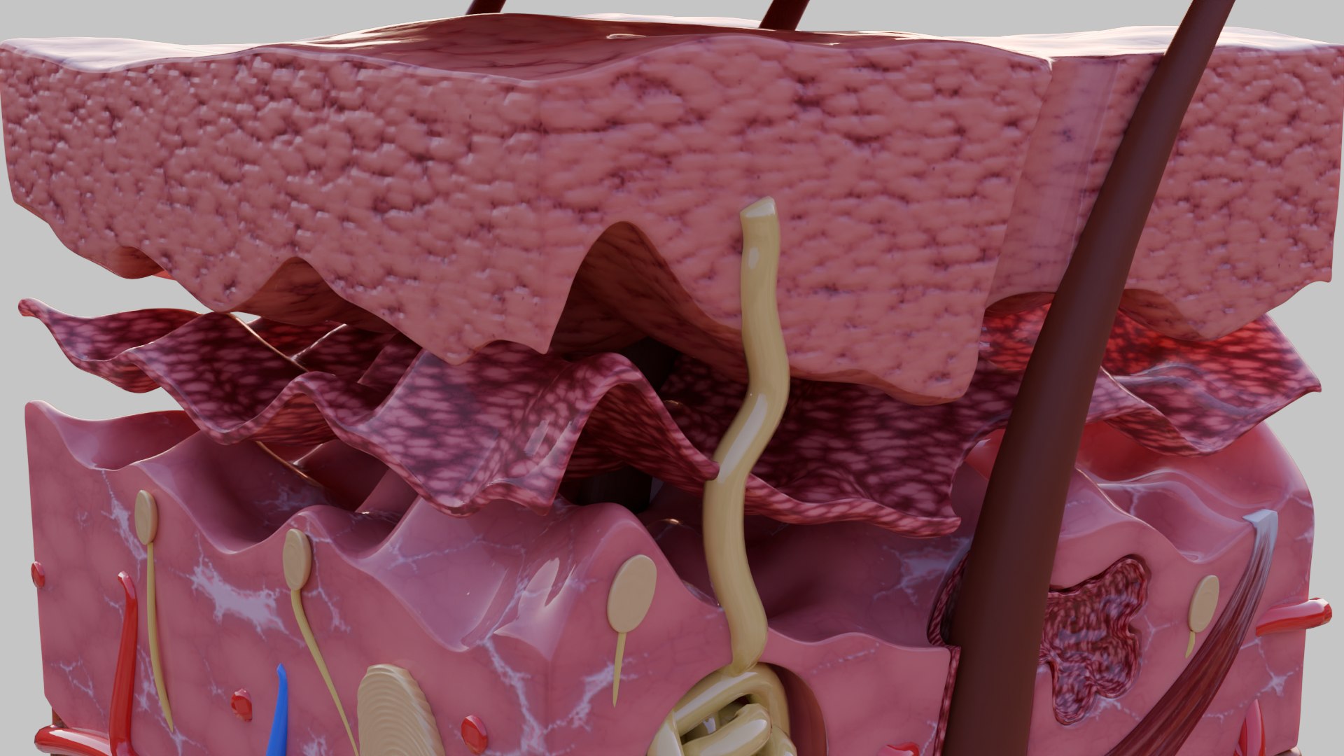 3D Skin Cross Section Model - TurboSquid 2191810