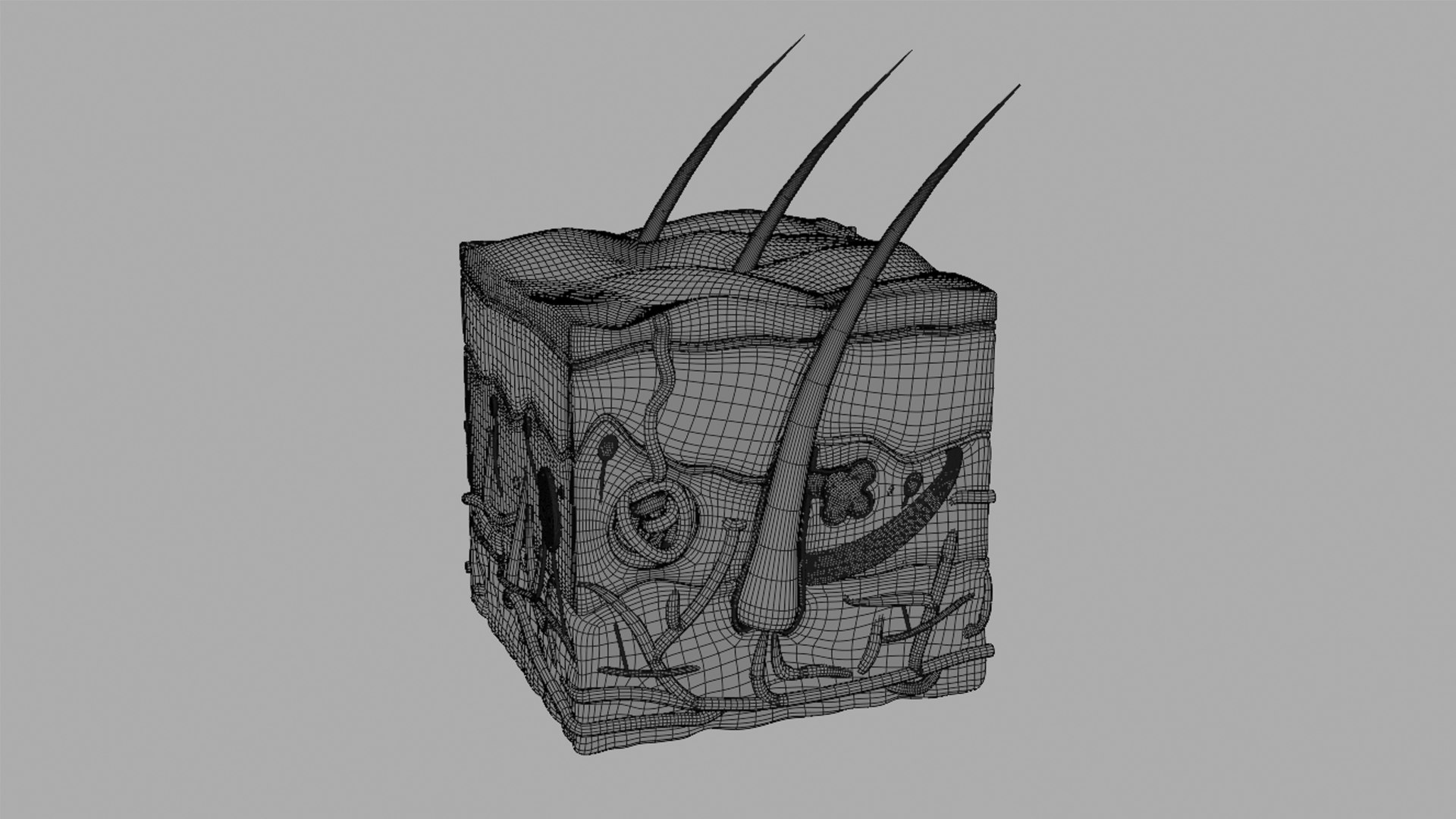 3D Skin Cross Section Model - TurboSquid 2191810