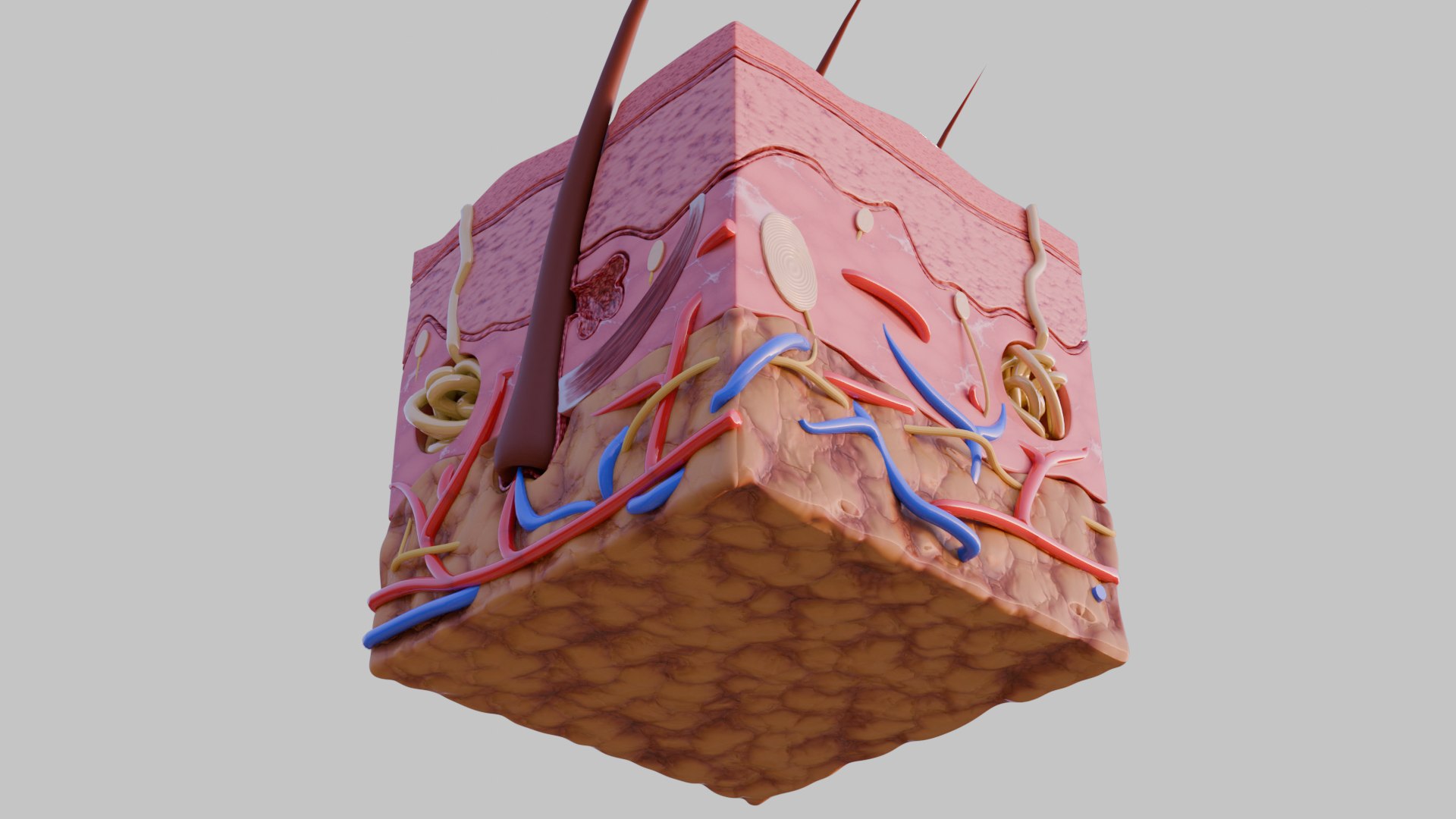 3D Skin Cross Section Model - TurboSquid 2191810