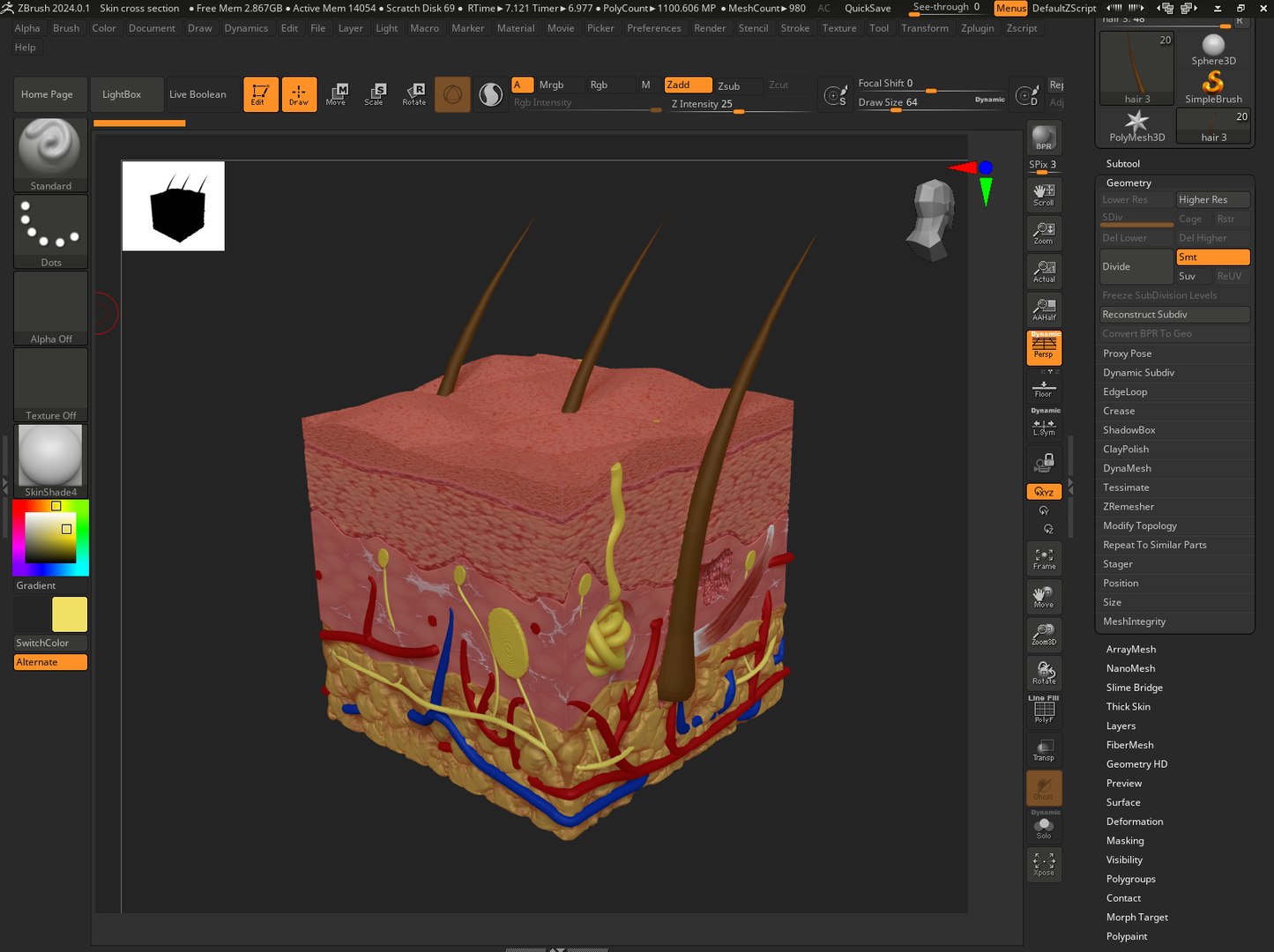 3D Skin Cross Section Model - TurboSquid 2191810