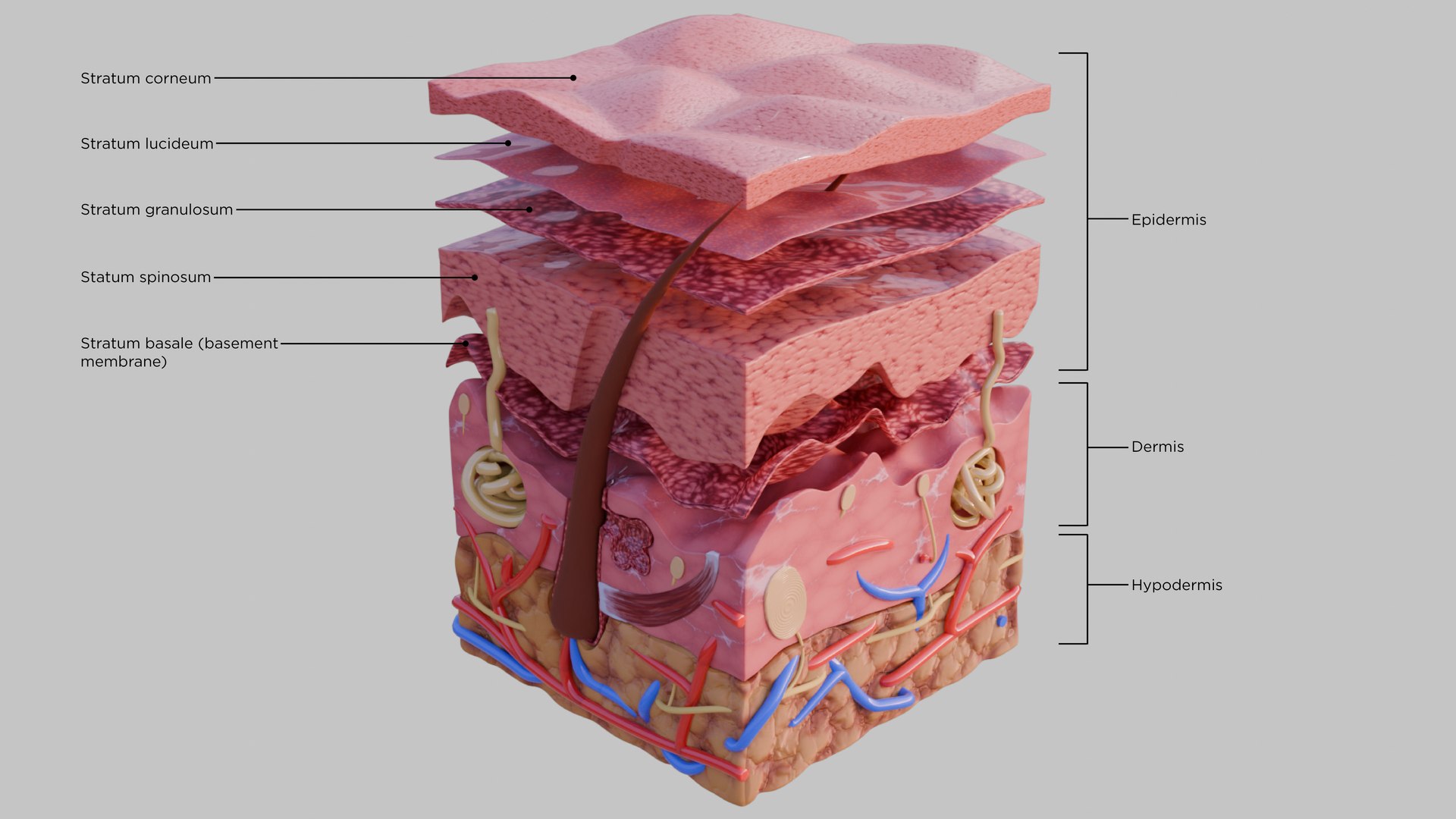 3D Skin Cross Section Model - TurboSquid 2191810