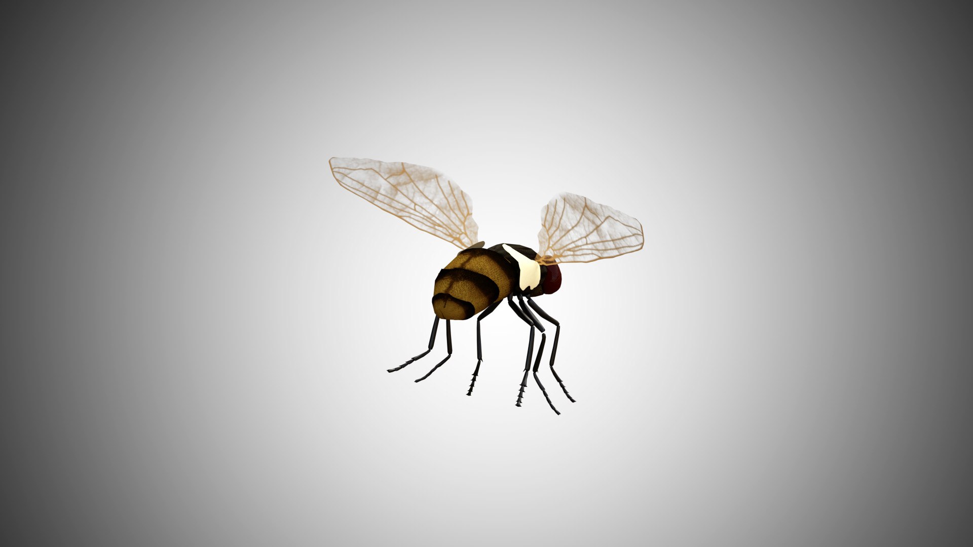 Fly Rigged 3D Model - TurboSquid 1587338