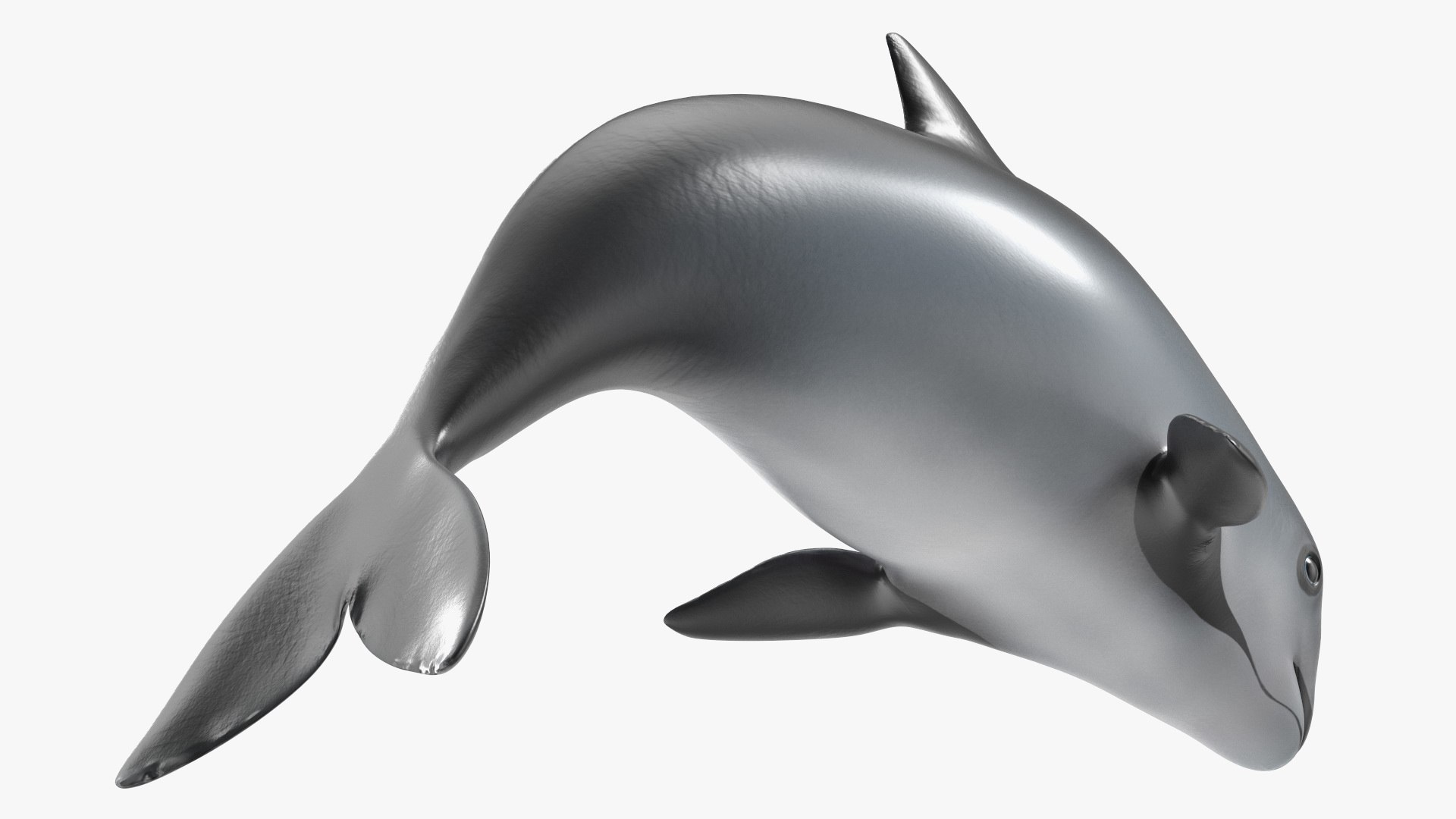 Phocoena Sinus Idle Pose 3D Model - TurboSquid 2157040
