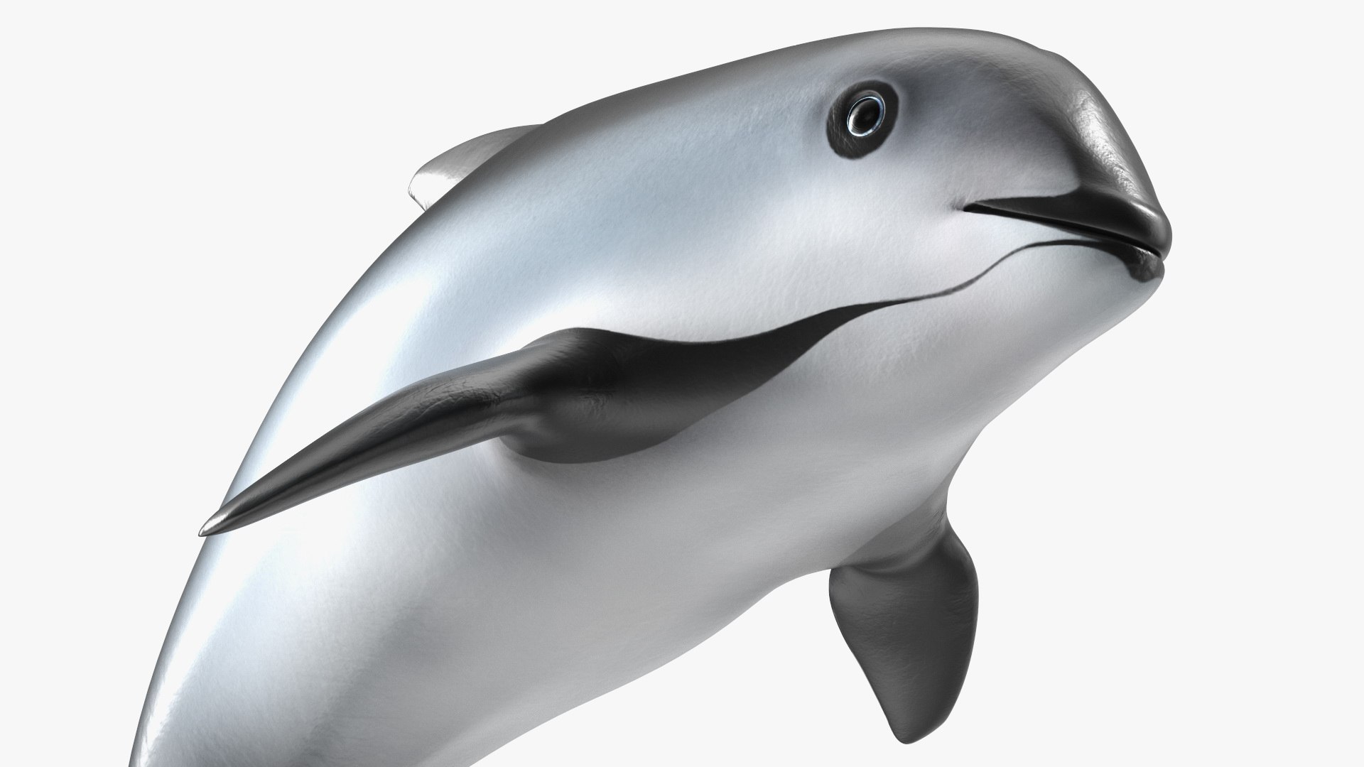 Phocoena Sinus Idle Pose 3D Model - TurboSquid 2157040