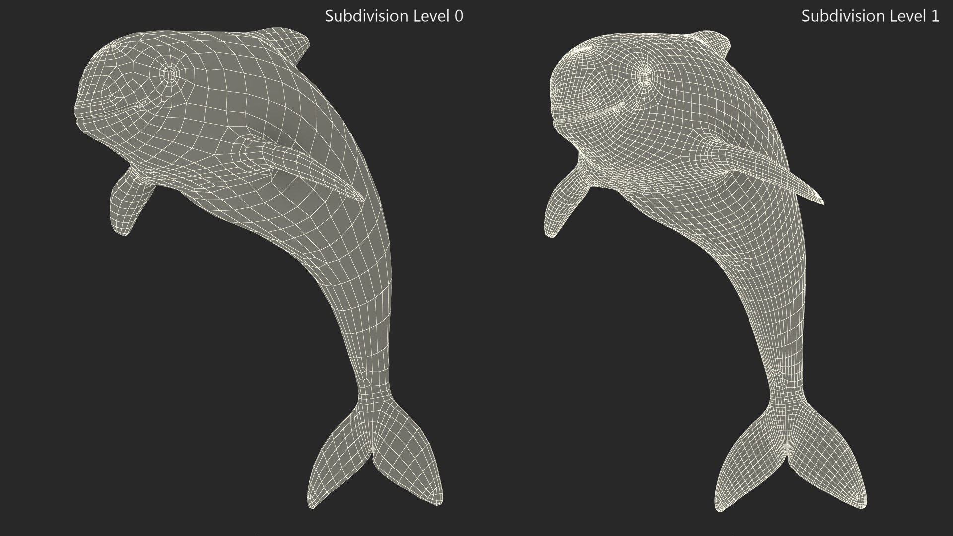 Phocoena Sinus Idle Pose 3D Model - TurboSquid 2157040