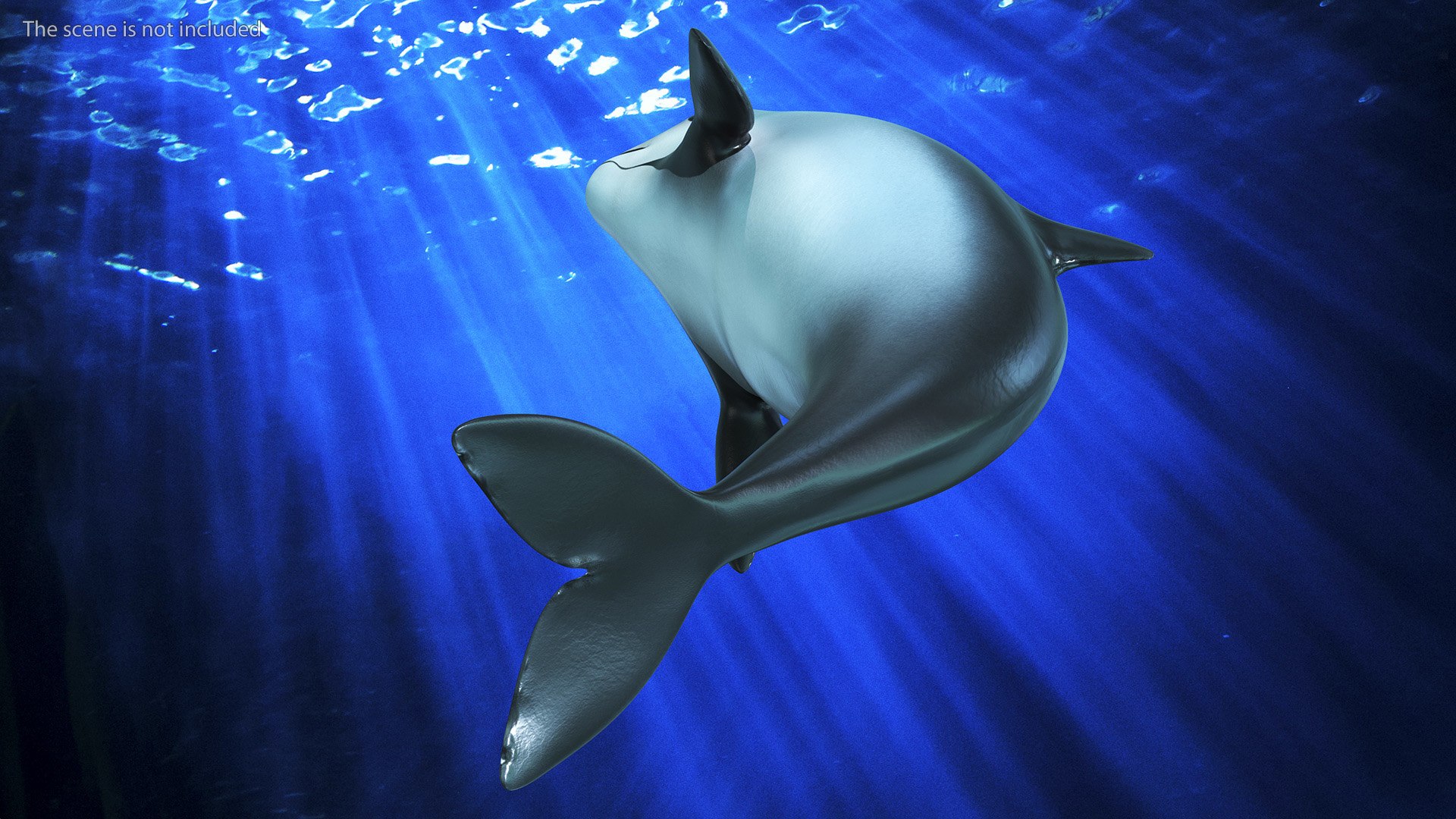 Phocoena Sinus Idle Pose 3D Model - TurboSquid 2157040