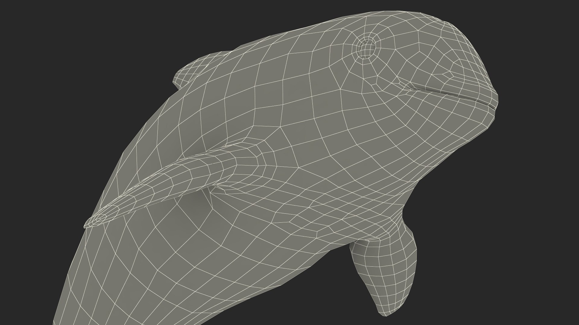 Phocoena Sinus Idle Pose 3D Model - TurboSquid 2157040