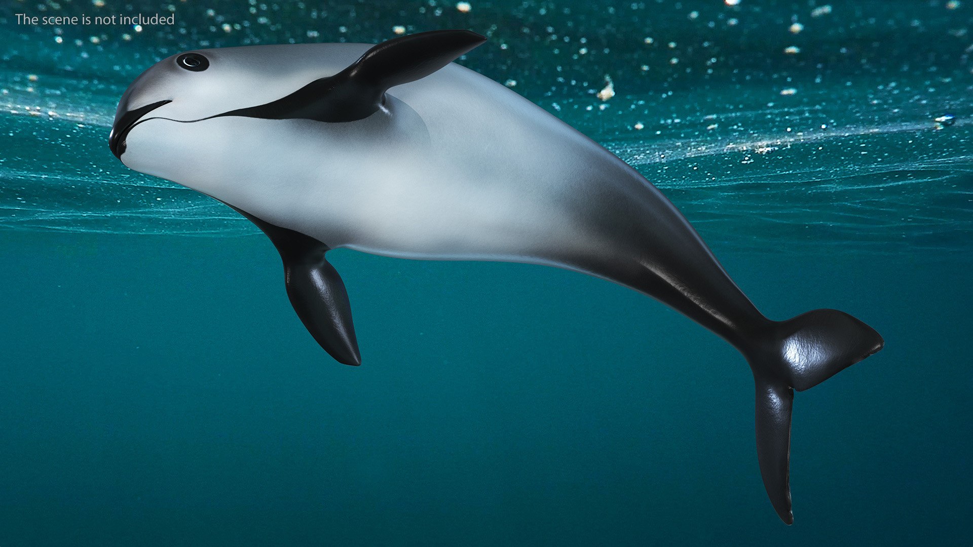 Phocoena Sinus Idle Pose 3D Model - TurboSquid 2157040