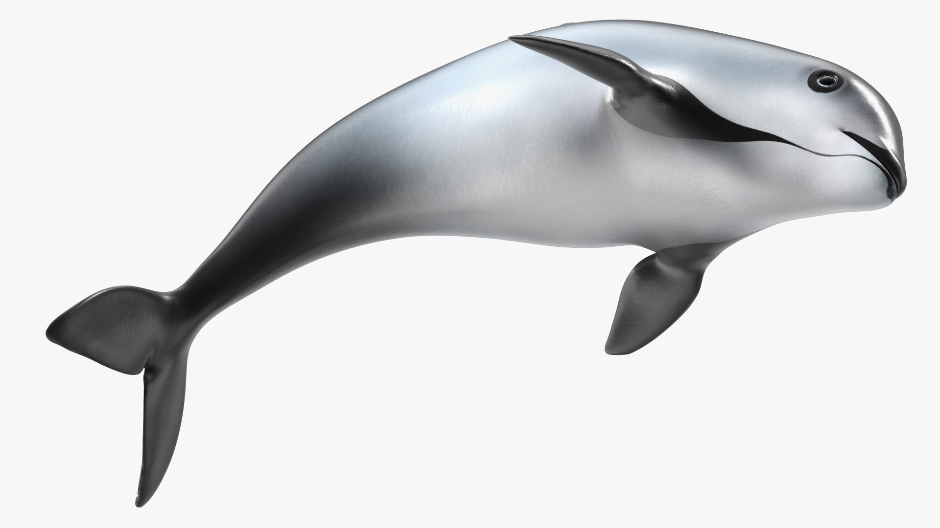 Phocoena Sinus Idle Pose 3D Model - TurboSquid 2157040