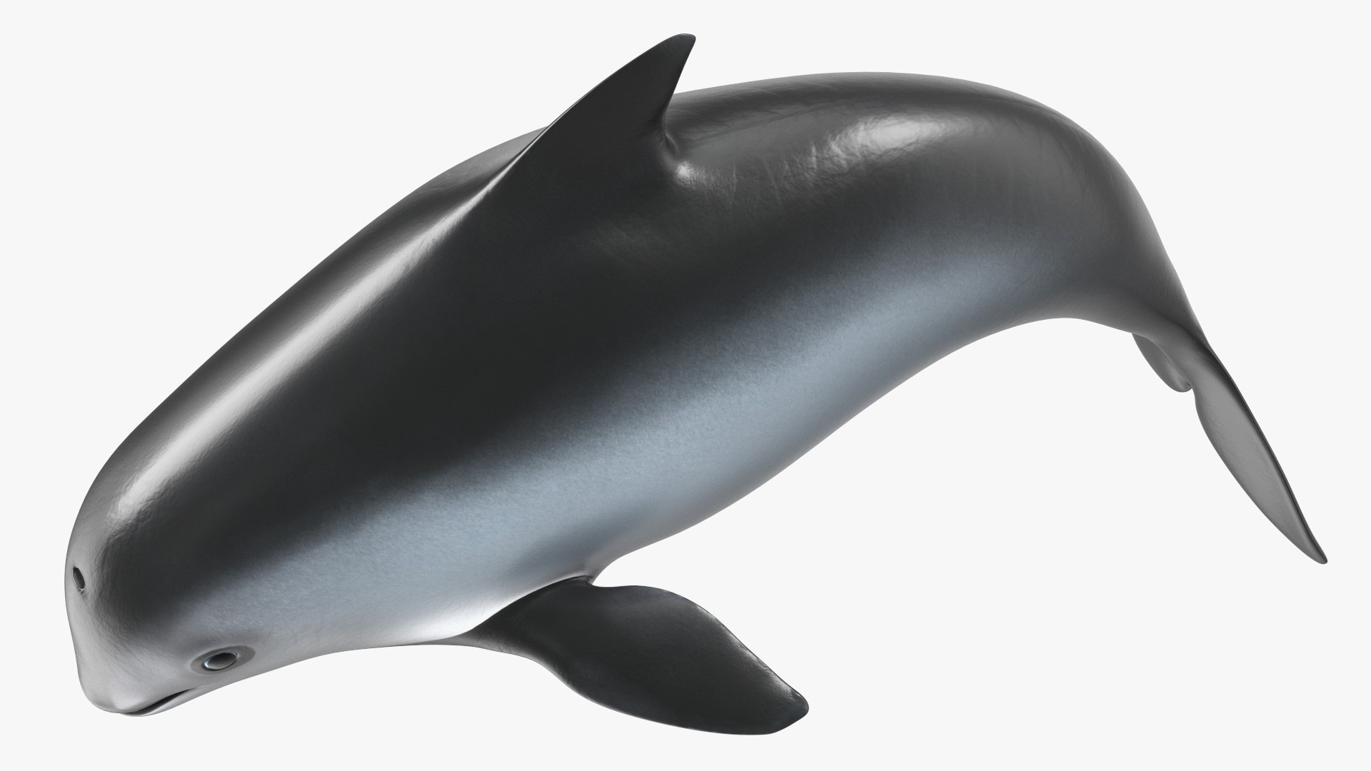 Phocoena Sinus Idle Pose 3D Model - TurboSquid 2157040