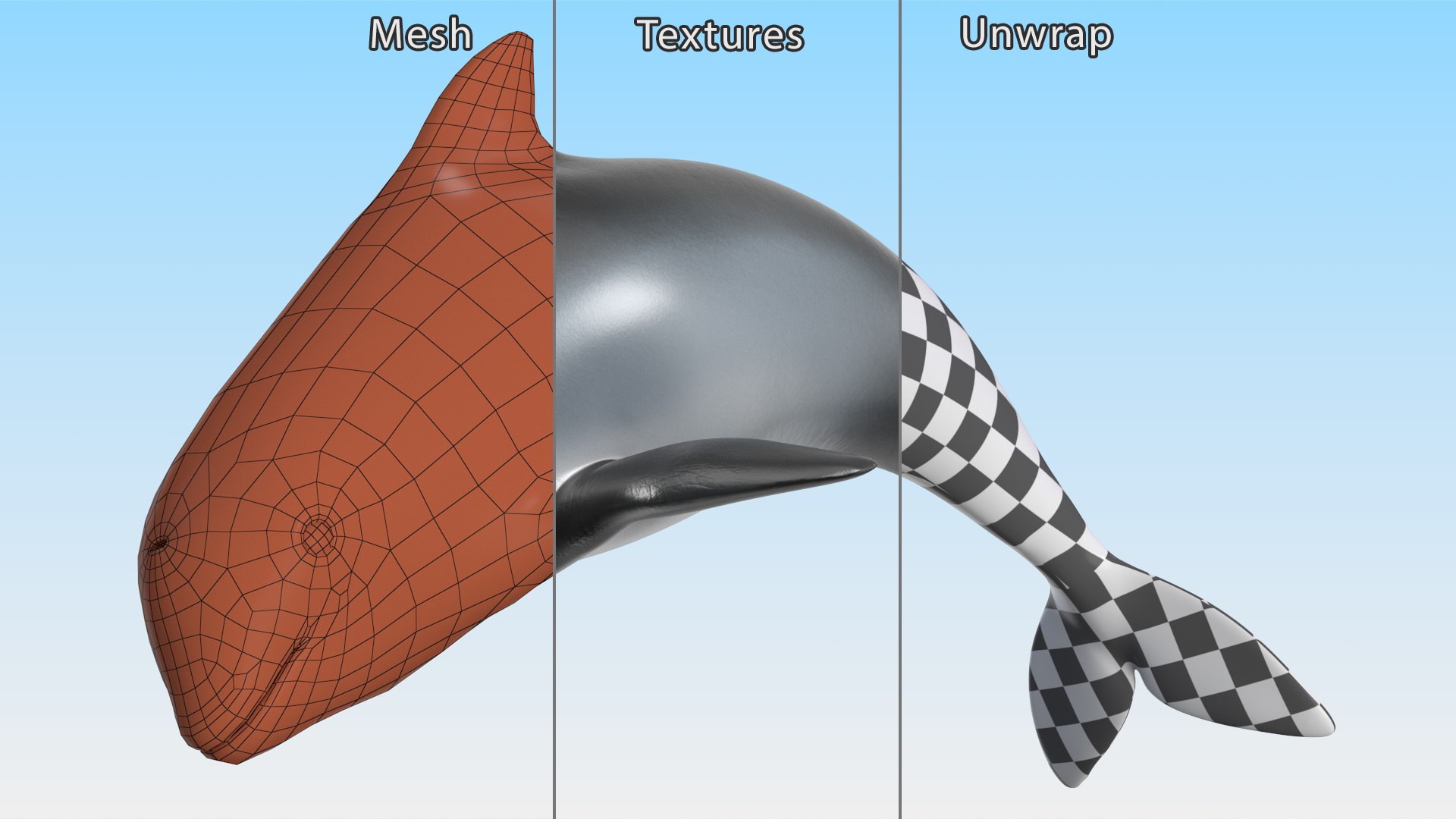 Phocoena Sinus Idle Pose 3D Model - TurboSquid 2157040