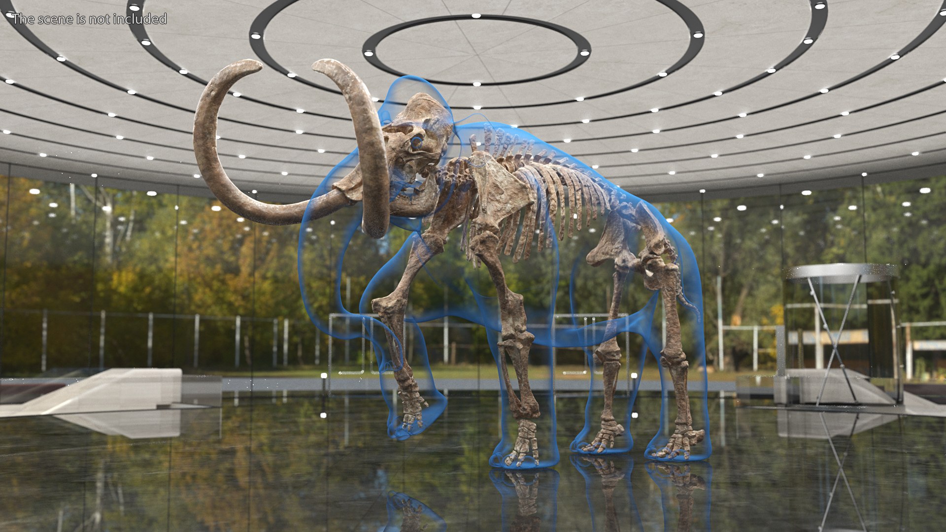 3D Adult Mammoth Old Skeleton Shell Walking Pose model - TurboSquid 1801271
