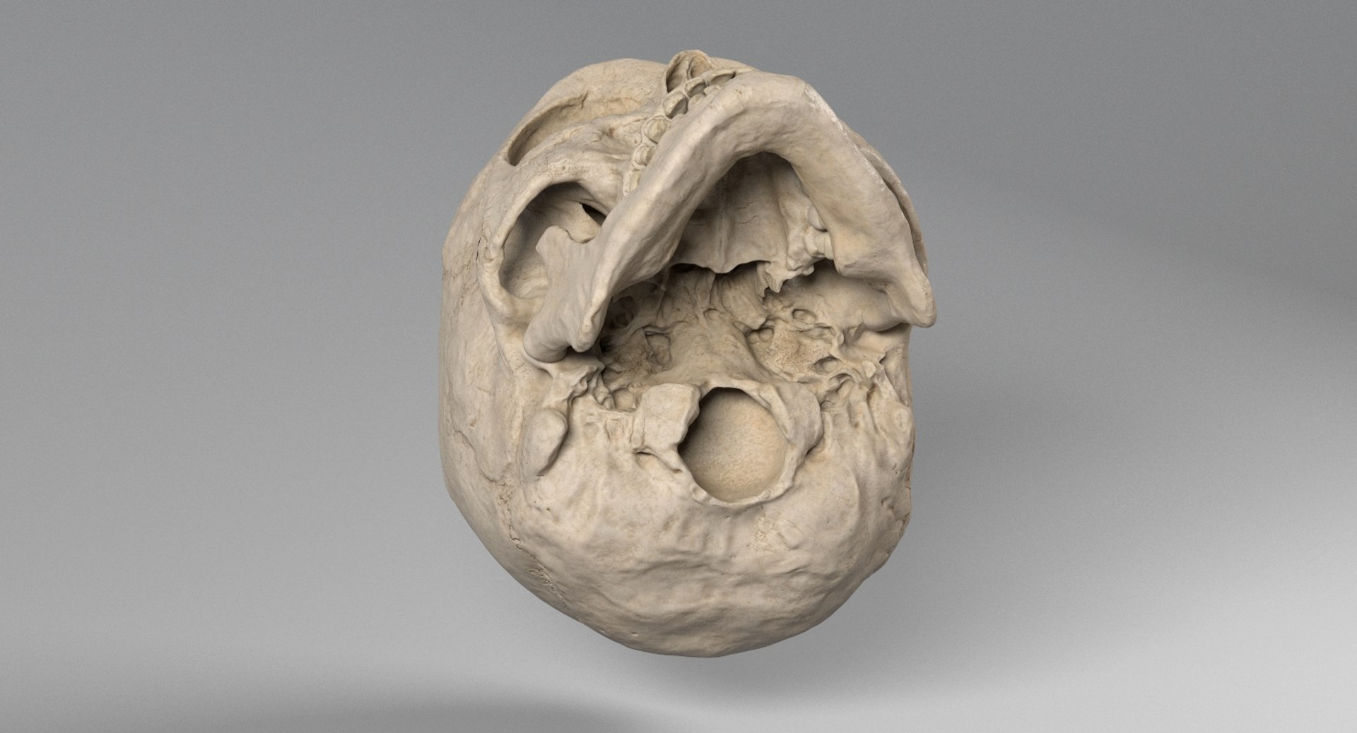 3D Model Realistic Skull - TurboSquid 1291994