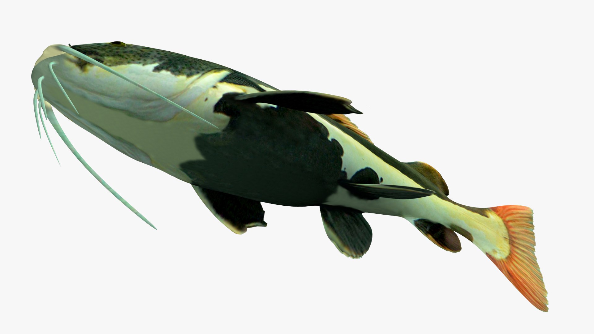 3D Red tailed catfish5 model - TurboSquid 1771825