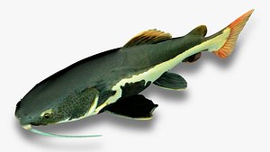 Fish Tail 3D Models for Download | TurboSquid