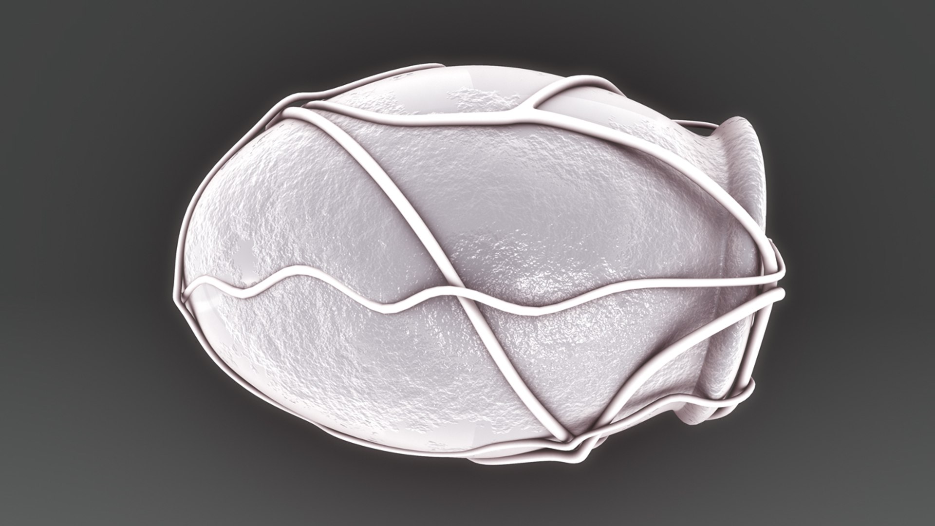 haplosporidium 3d ma