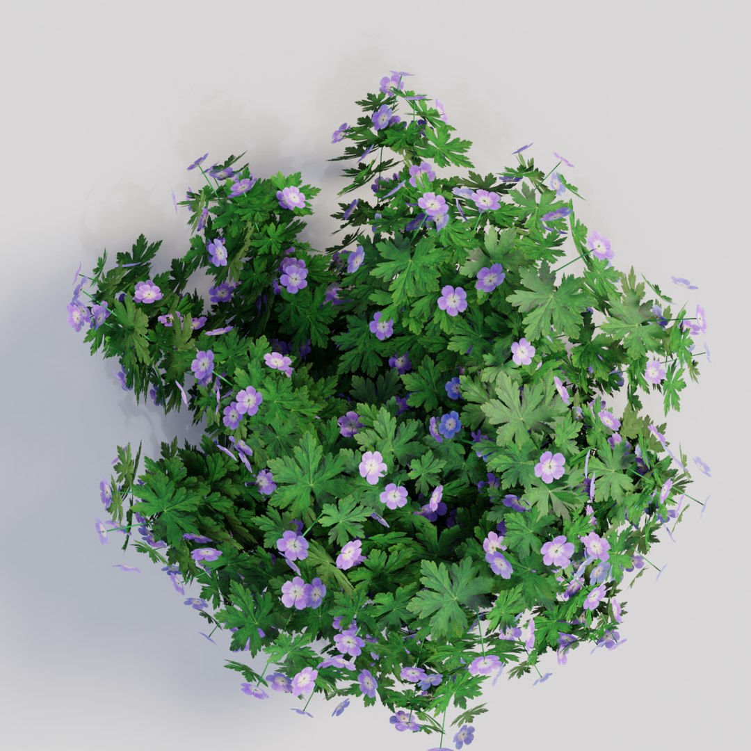 Geranium Gardens Plants 3D Model - TurboSquid 1488832