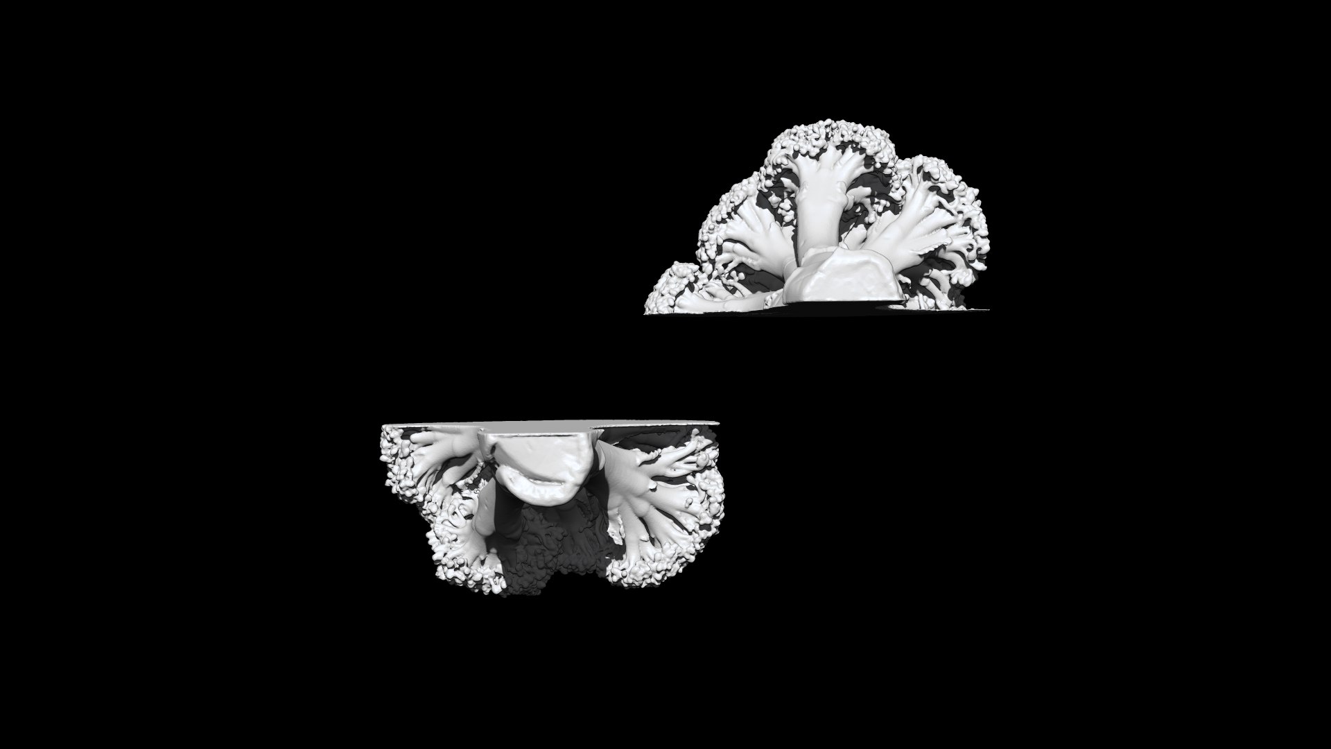 Broccoli cut 3D CT scan model 3 decimate 50percent 3D model ...