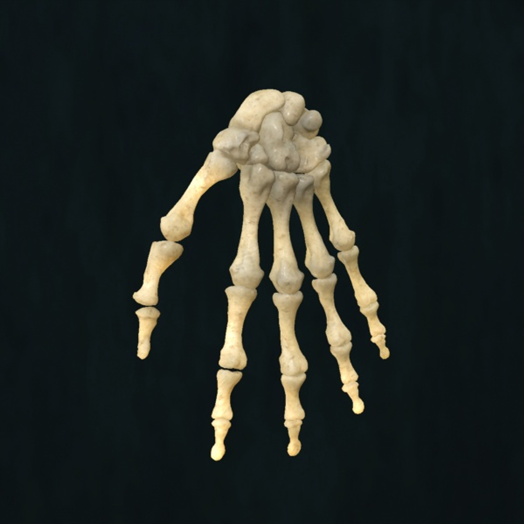 Human Hand Bones 3d Max