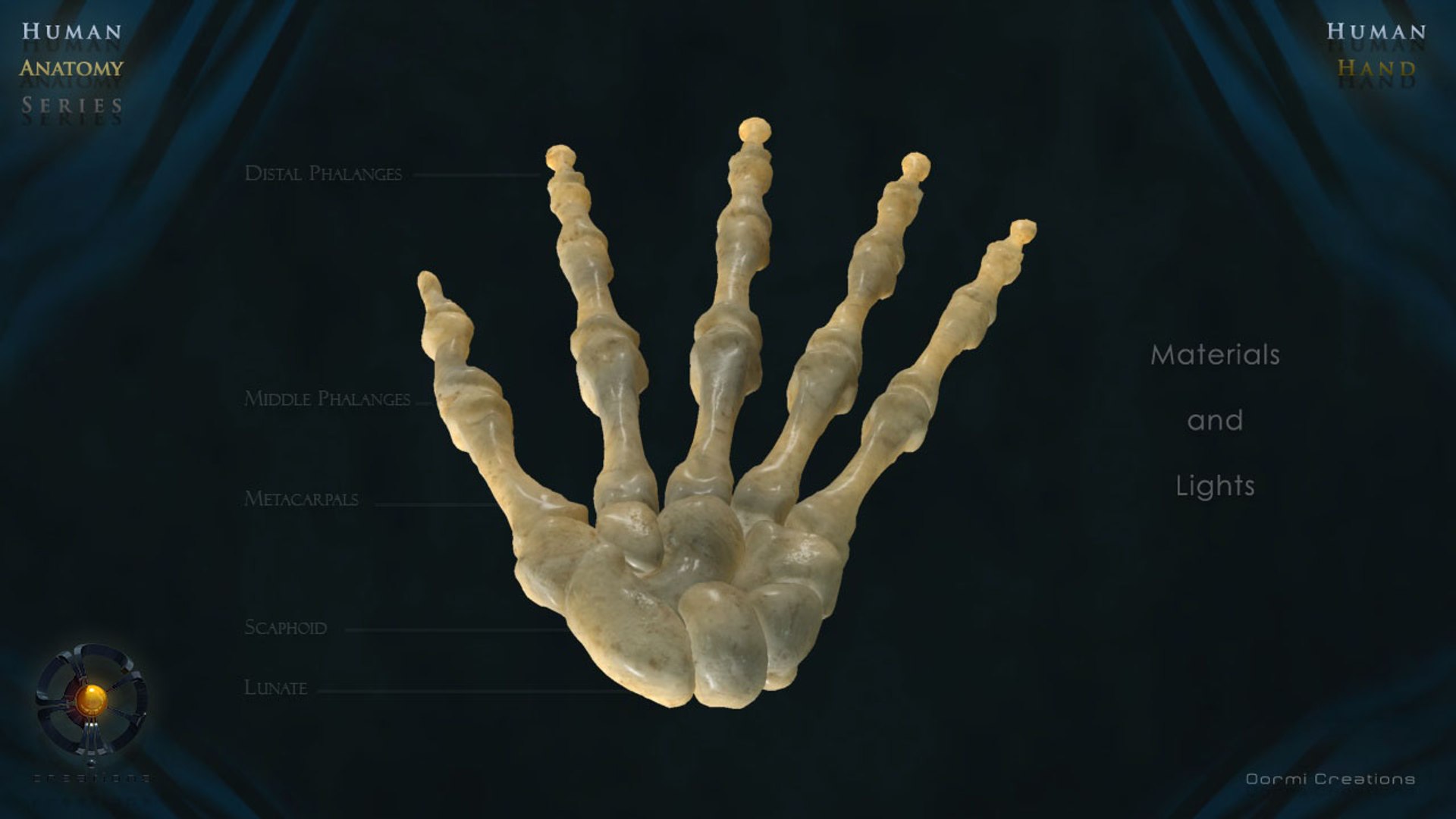 Human Hand Bones 3d Max