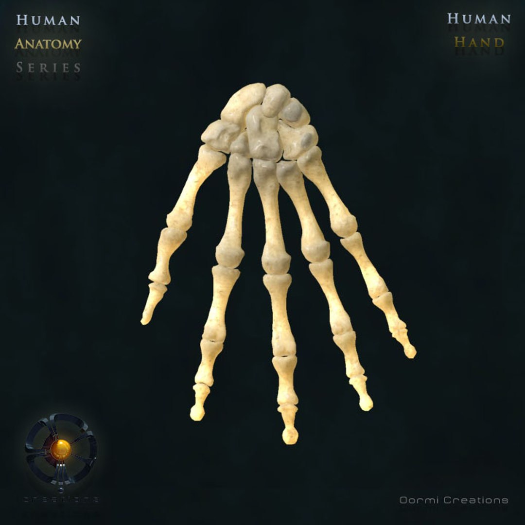 Human Hand Bones 3d Max