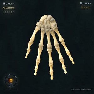 3d human limb bones