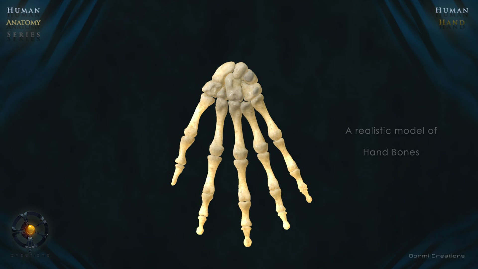 Human Hand Bones 3d Max