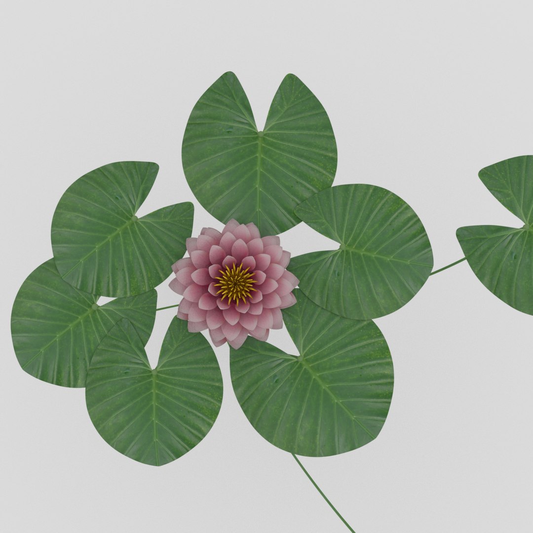 Water lily 3D model - TurboSquid 1194784