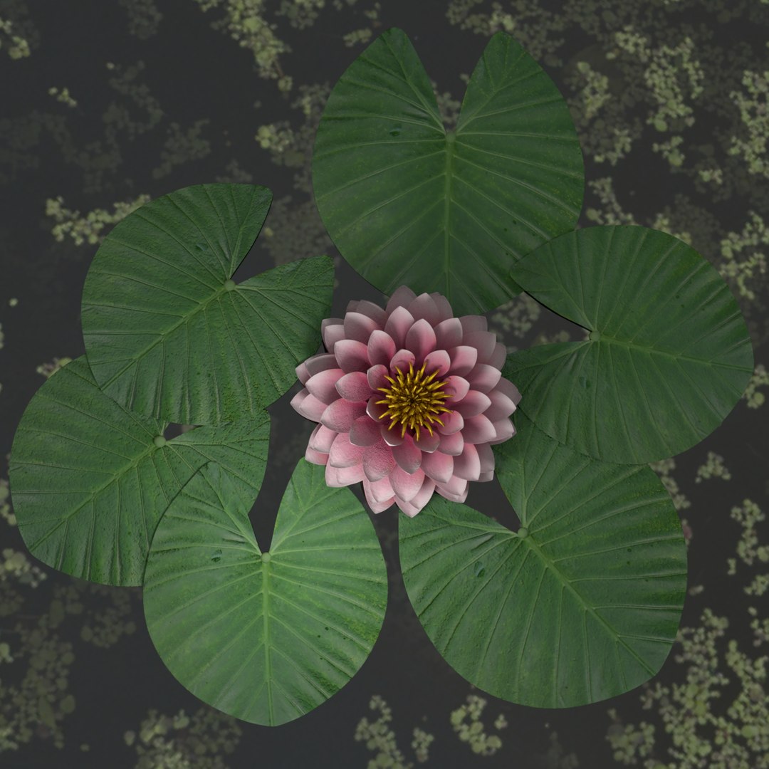 Water lily 3D model - TurboSquid 1194784