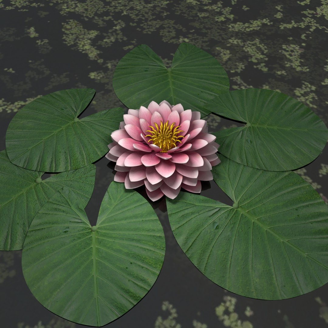 Water lily 3D model - TurboSquid 1194784