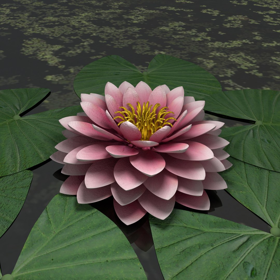 Water lily 3D model - TurboSquid 1194784