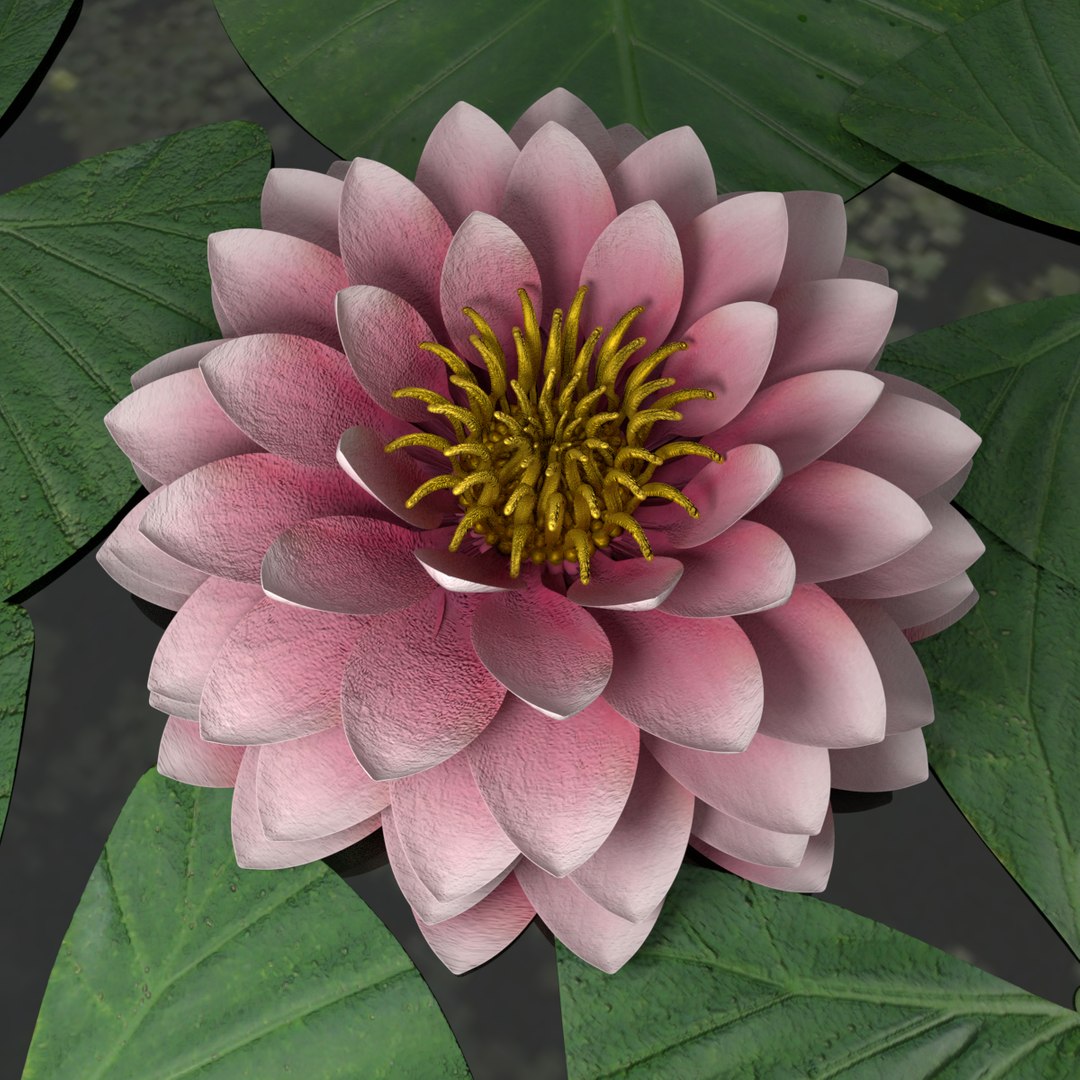 Water lily 3D model - TurboSquid 1194784